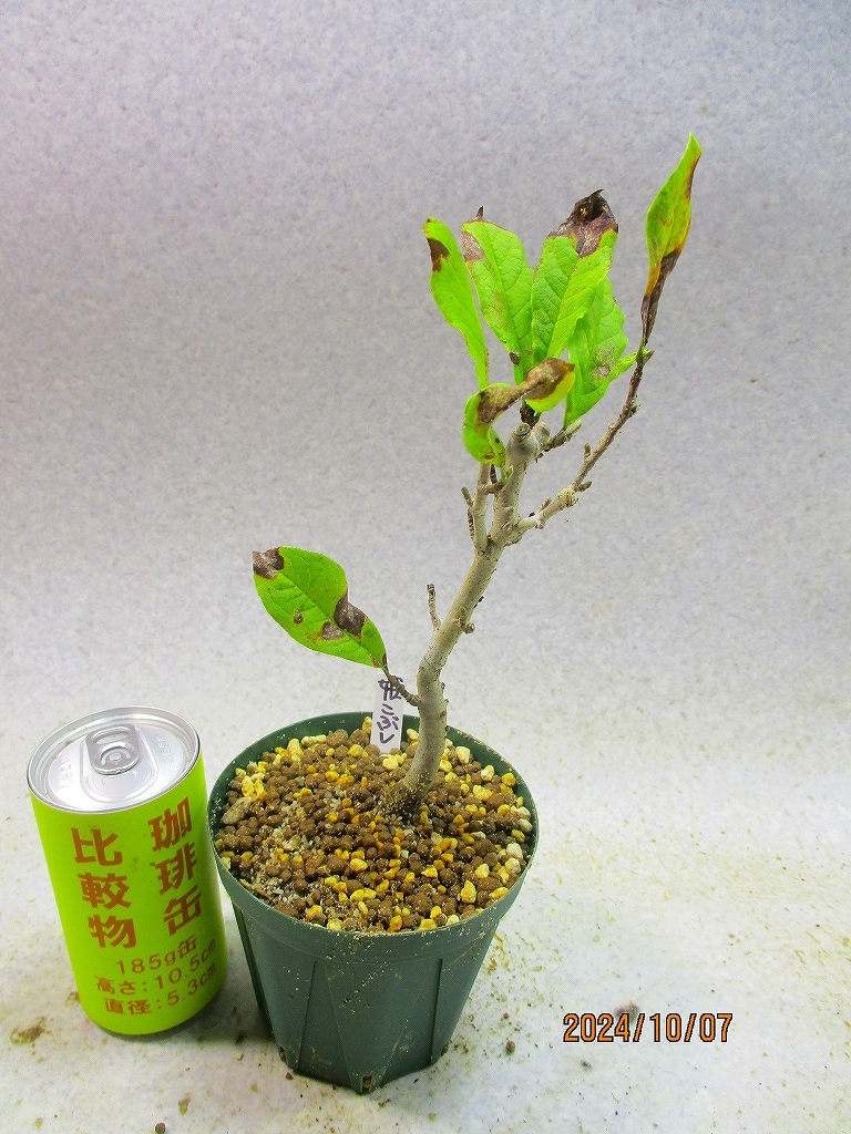 Yahoo!オークション - [讃岐屋緑兵衛] 姫コブシ (10547)全高 30㎝ 同梱...