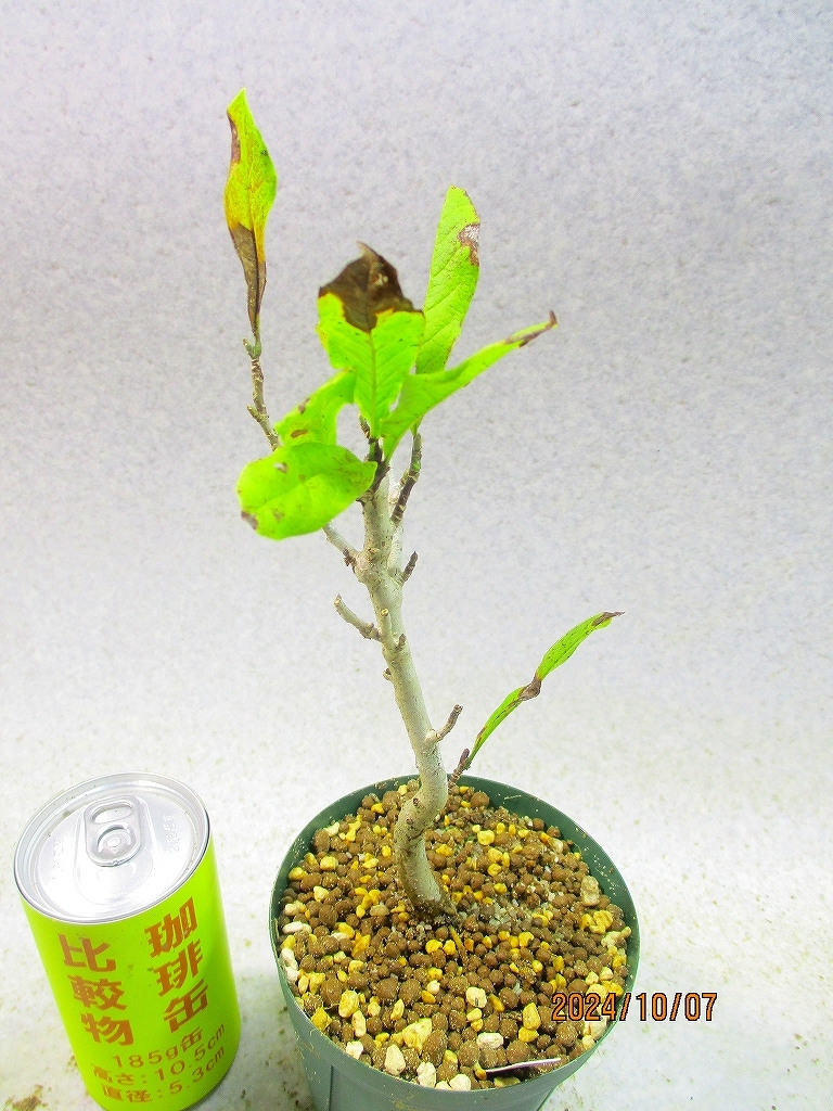 Yahoo!オークション - [讃岐屋緑兵衛] 姫コブシ (10547)全高 30㎝ 同梱...