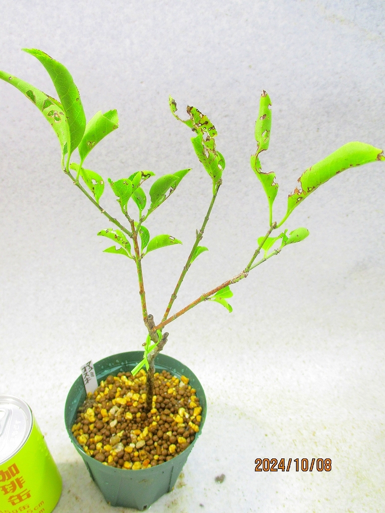 Yahoo!オークション - [讃岐屋緑兵衛] マユミ 交配用オス木 (10560)全...