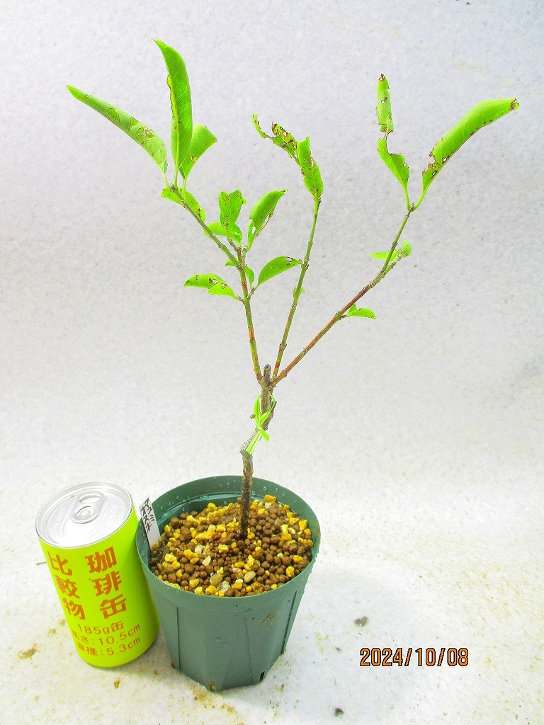 Yahoo!オークション - [讃岐屋緑兵衛] マユミ 交配用オス木 (10560)全...