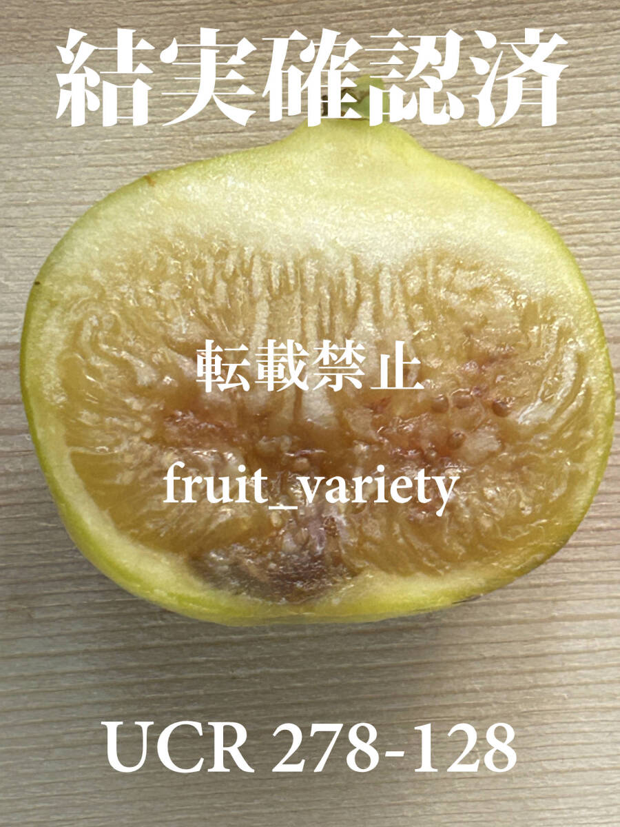 Yahoo!オークション - 【結実確認済】 No.062 UCR 278-128 （Golden Ri...