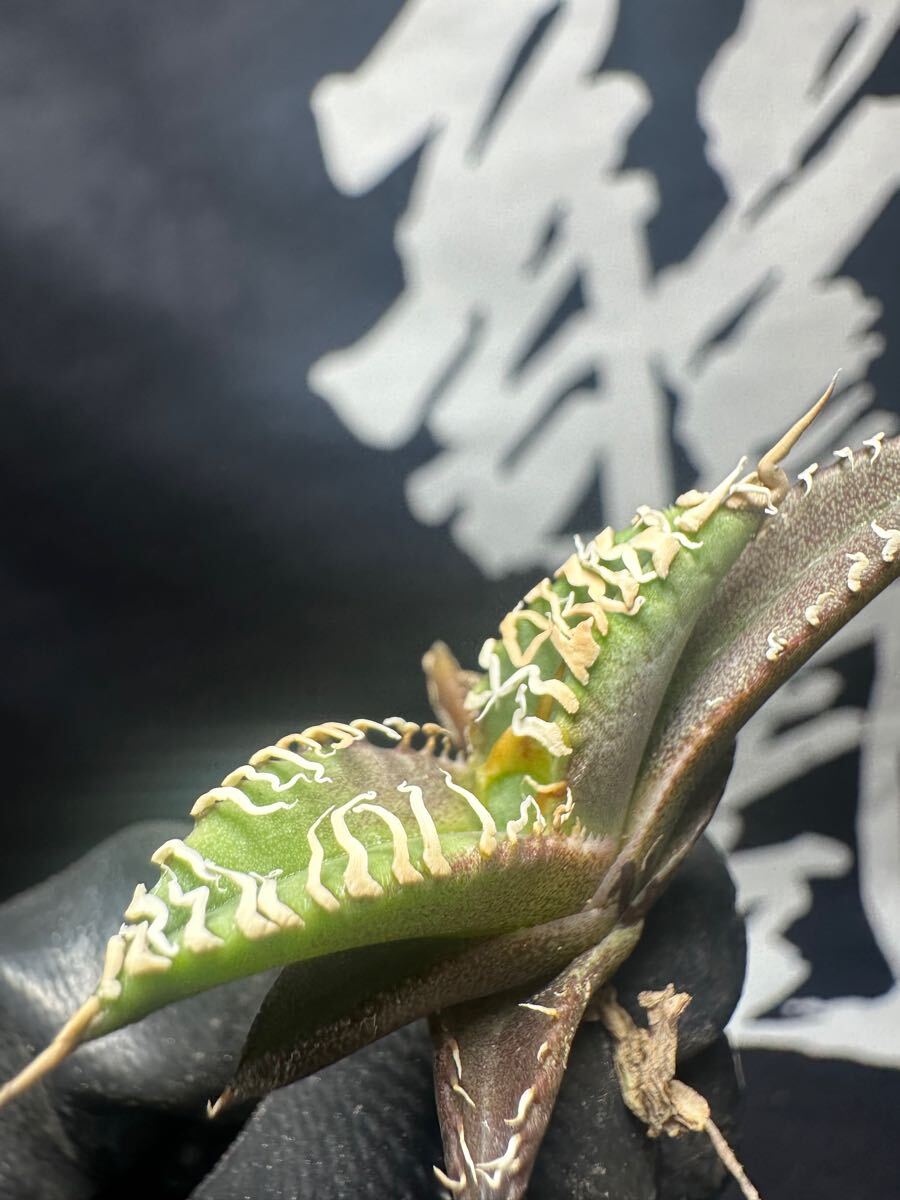 Yahoo!オークション - 【馭龍閣】 L46特選 アガベ 多肉植物 チタノタ ...