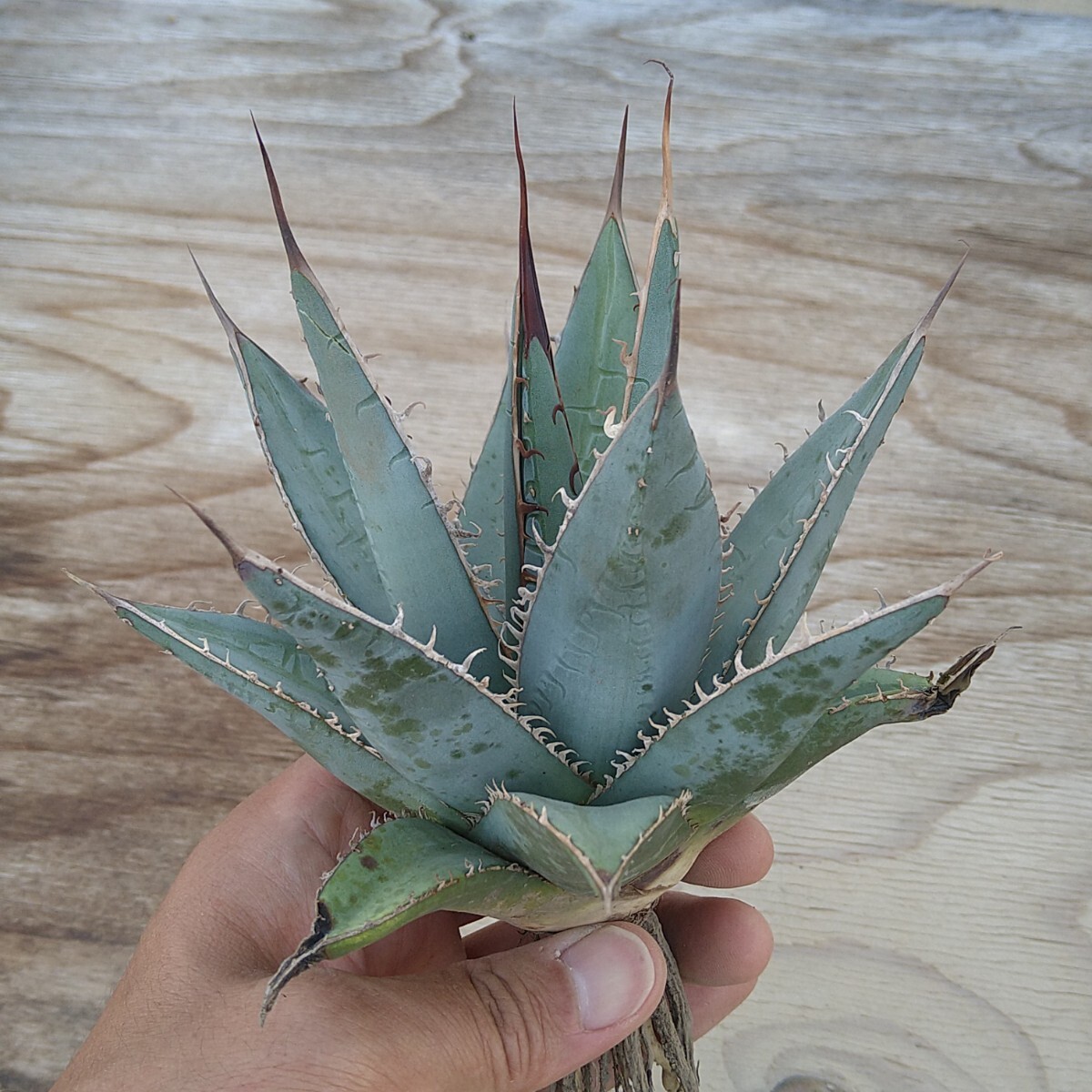 Yahoo!オークション - アガベ【パープソラム】