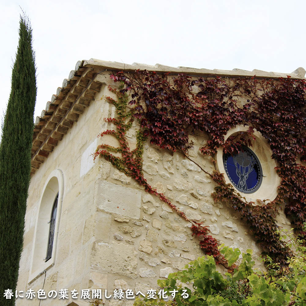 Yahoo!オークション - ヘンリーヅタ 9.0cmポット 苗