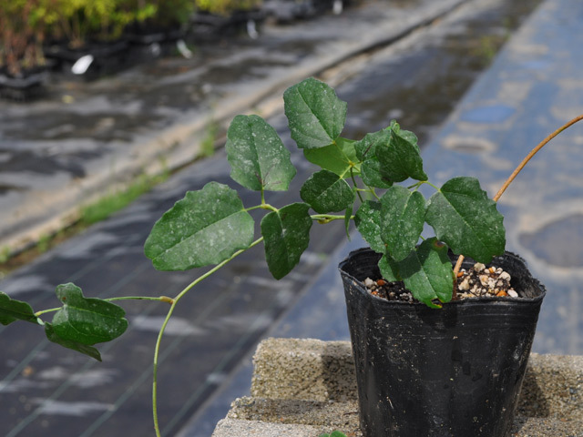 Yahoo!オークション - ミツバアケビ 9.0cmポット 苗