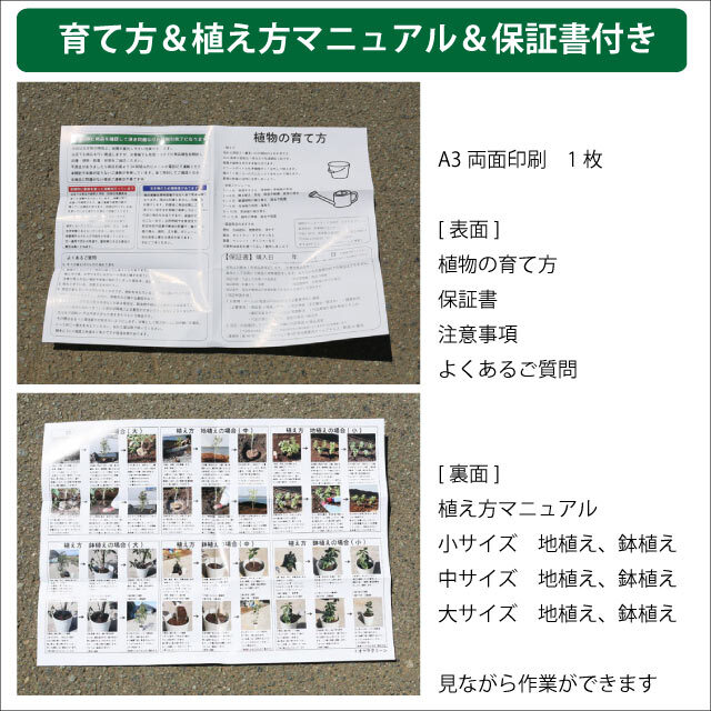 Yahoo!オークション - ムラサキヤシオツツジ 0.1m 9.0cmポット 苗