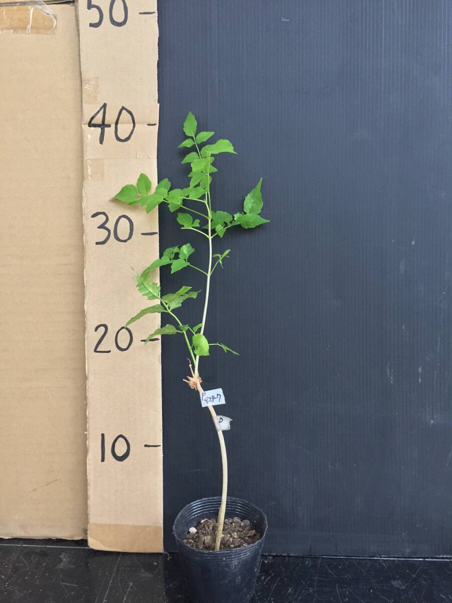 Yahoo!オークション - ピンク ノウゼンカズラ 927-7 送料は商品説明に...