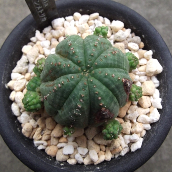 Yahoo!オークション - 仔吹きシンメトリカ Euphorbia obesa symmetoric...