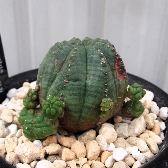 Yahoo!オークション - 仔吹きシンメトリカ Euphorbia obesa symmetoric...