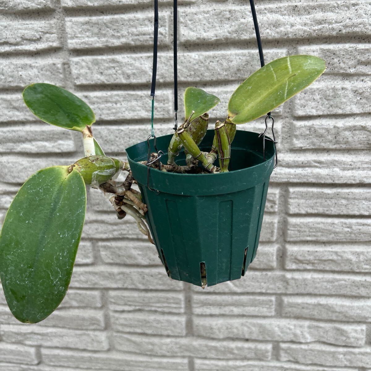 洋蘭原種 カトレア ワルケリアナ C.walkeriana tipo'Baron'×flamea'Portinari(ラン)｜売買されたオークション情報、yahooの商品情報をアーカイブ公開 ...