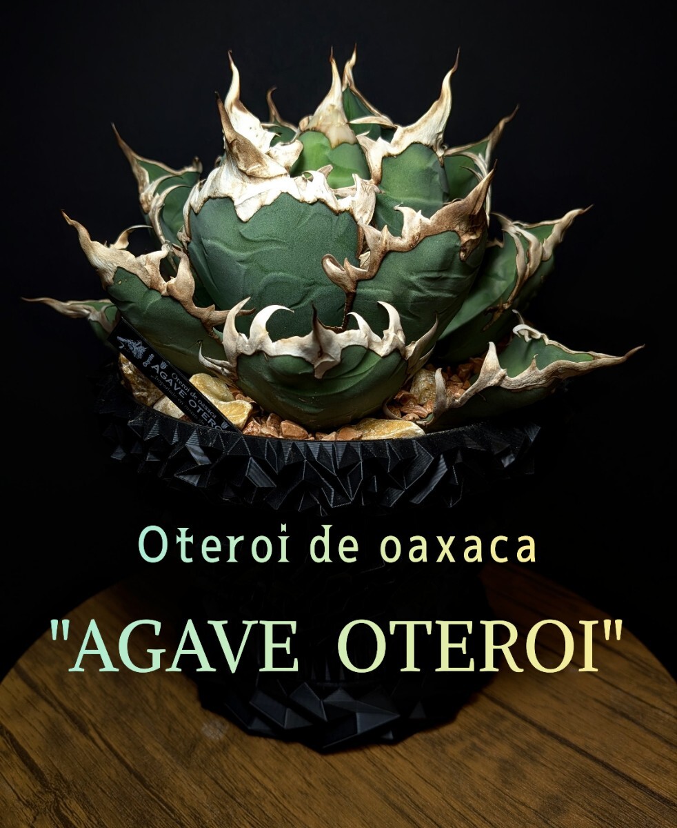 Yahoo!オークション - アガベ オテロイ オアハカ／Oteroi Oaxaca 子株 ...