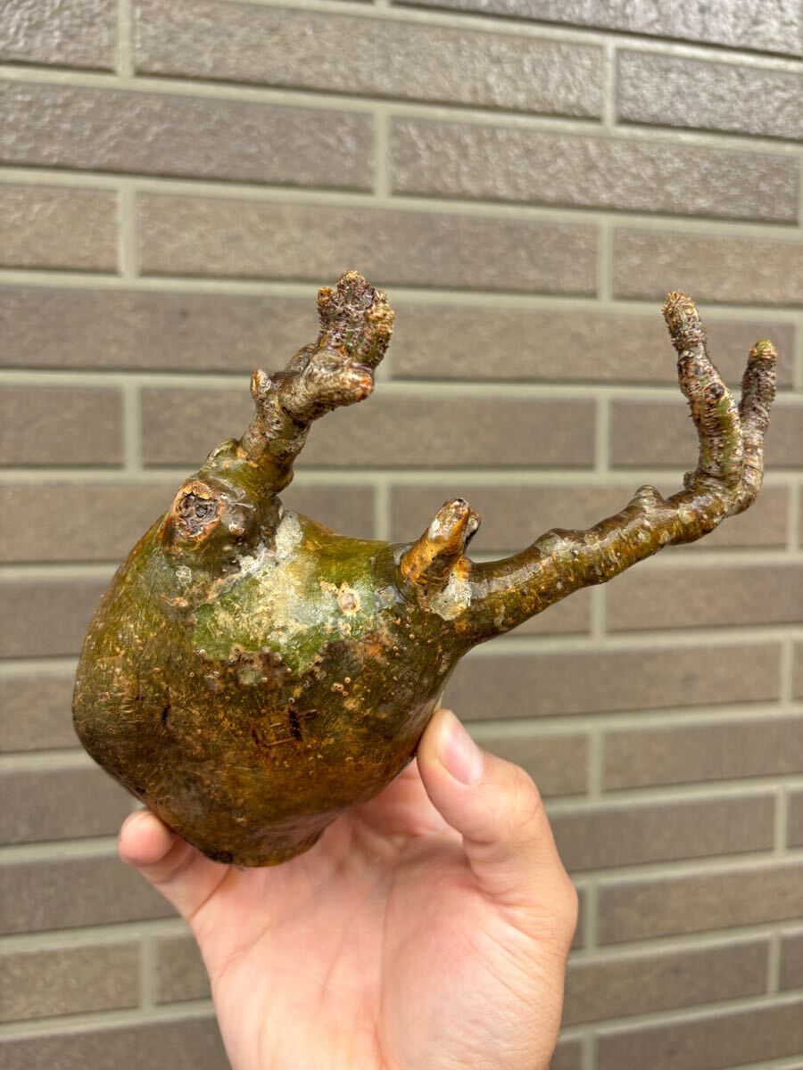 Yahoo!オークション - パキポディウム グラキリス