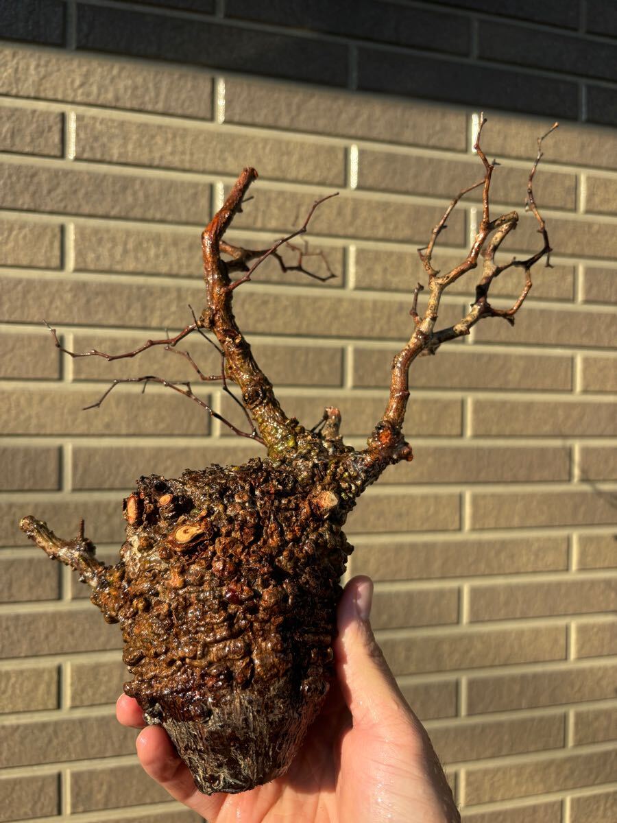 Yahoo!オークション - オペルクリカリア パキプス(2024/10/23/02)