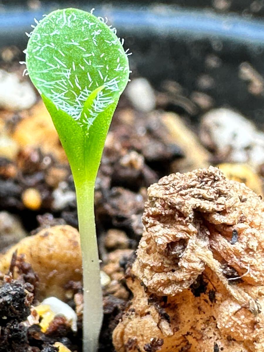 Yahoo!オークション - 特選 珍奇植物 Eriospermum paradoxum (Jacq.) K...