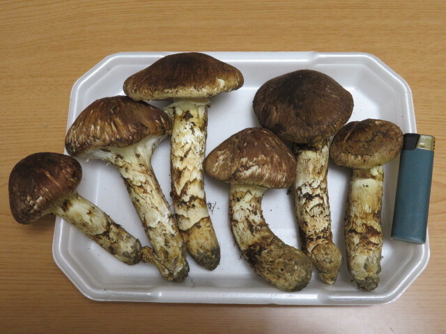 Yahoo!オークション - 472g 松茸 岩手産 10/12採 送料一律1200円 ヒラ...