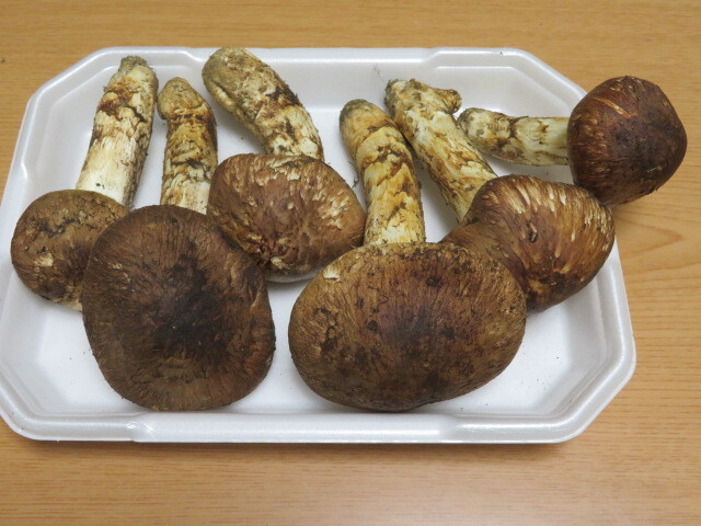 Yahoo!オークション - 472g 松茸 岩手産 10/12採 送料一律1200円 ヒラ...