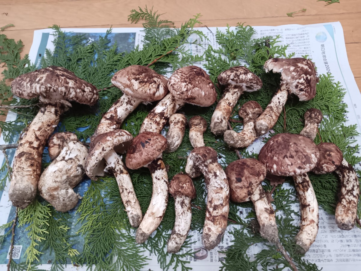 Yahoo!オークション - M⑬松茸 マツタケ 1040g 長野県 南信州 10/27日 ...