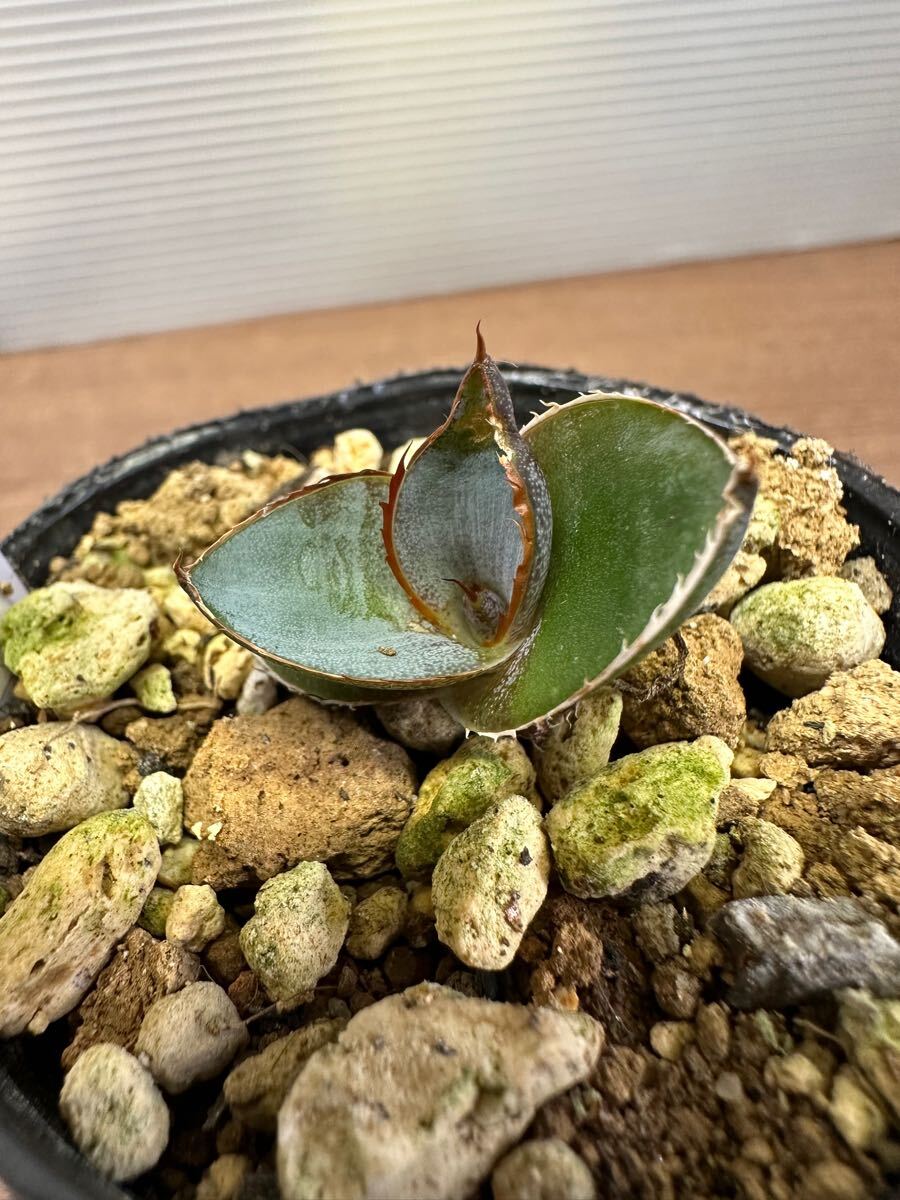 Yahoo!オークション - アガベ インプレッサ 実生苗 観葉植物