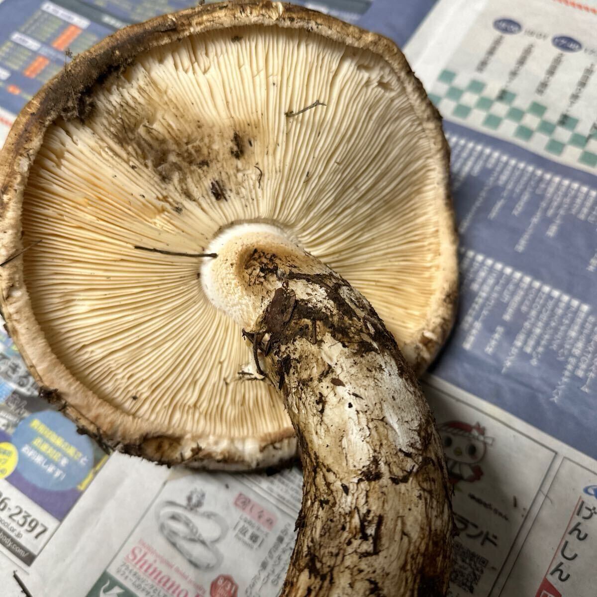 Yahoo!オークション - 開き天国 最後なので1円スタート 国産 長野県 信...