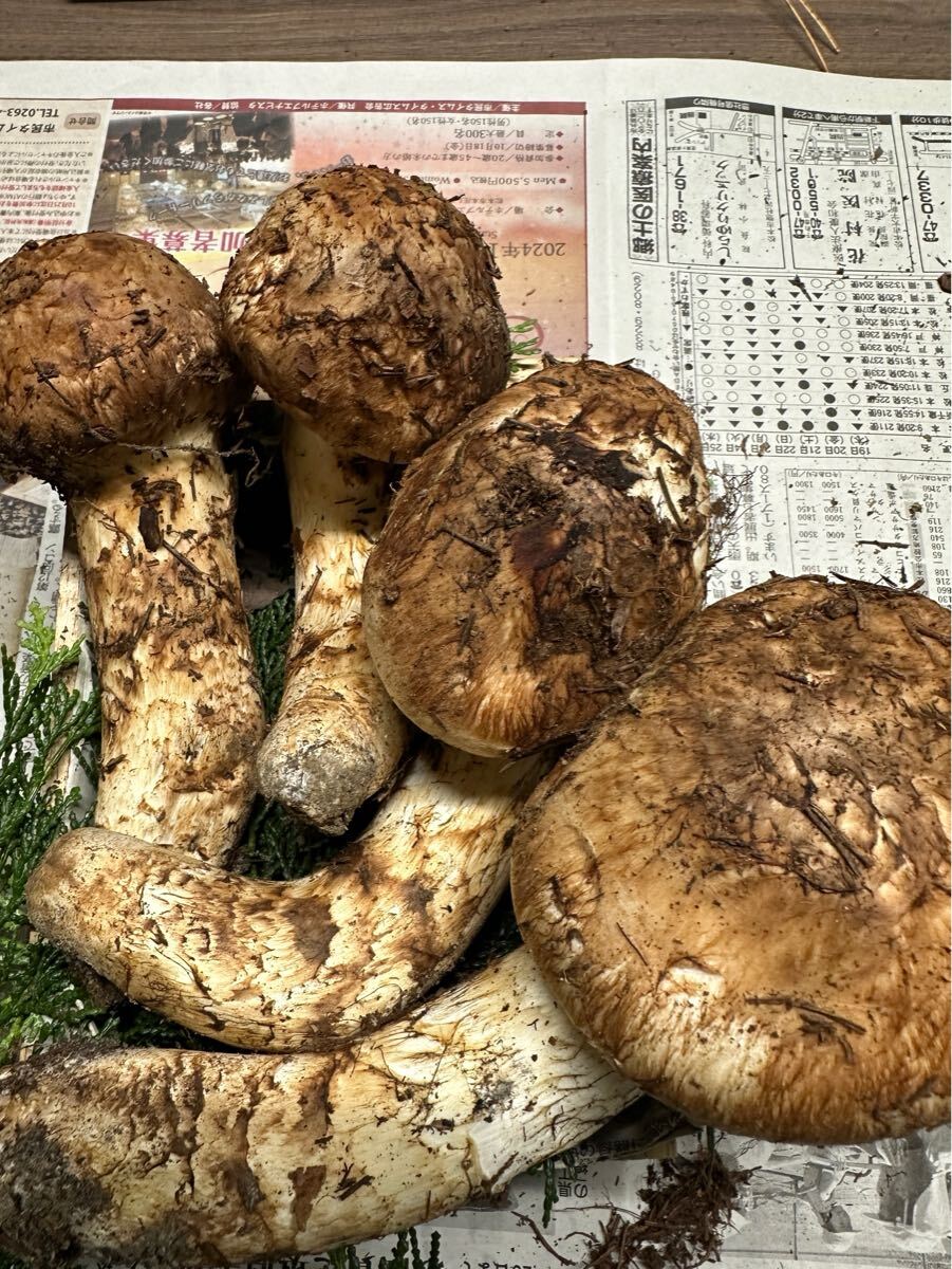 Yahoo!オークション - 最後なので1円スタート 国産 長野県 信州産 松茸...