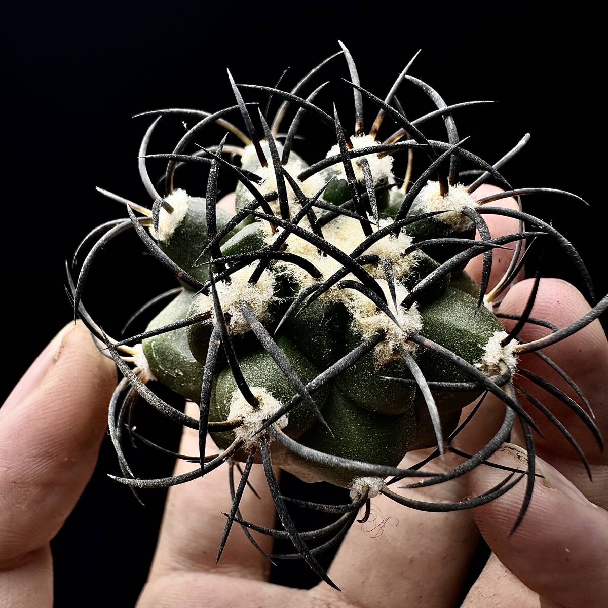 Yahoo!オークション - 28E コピアポア グリセオビオラセア 栗星玉 spic...