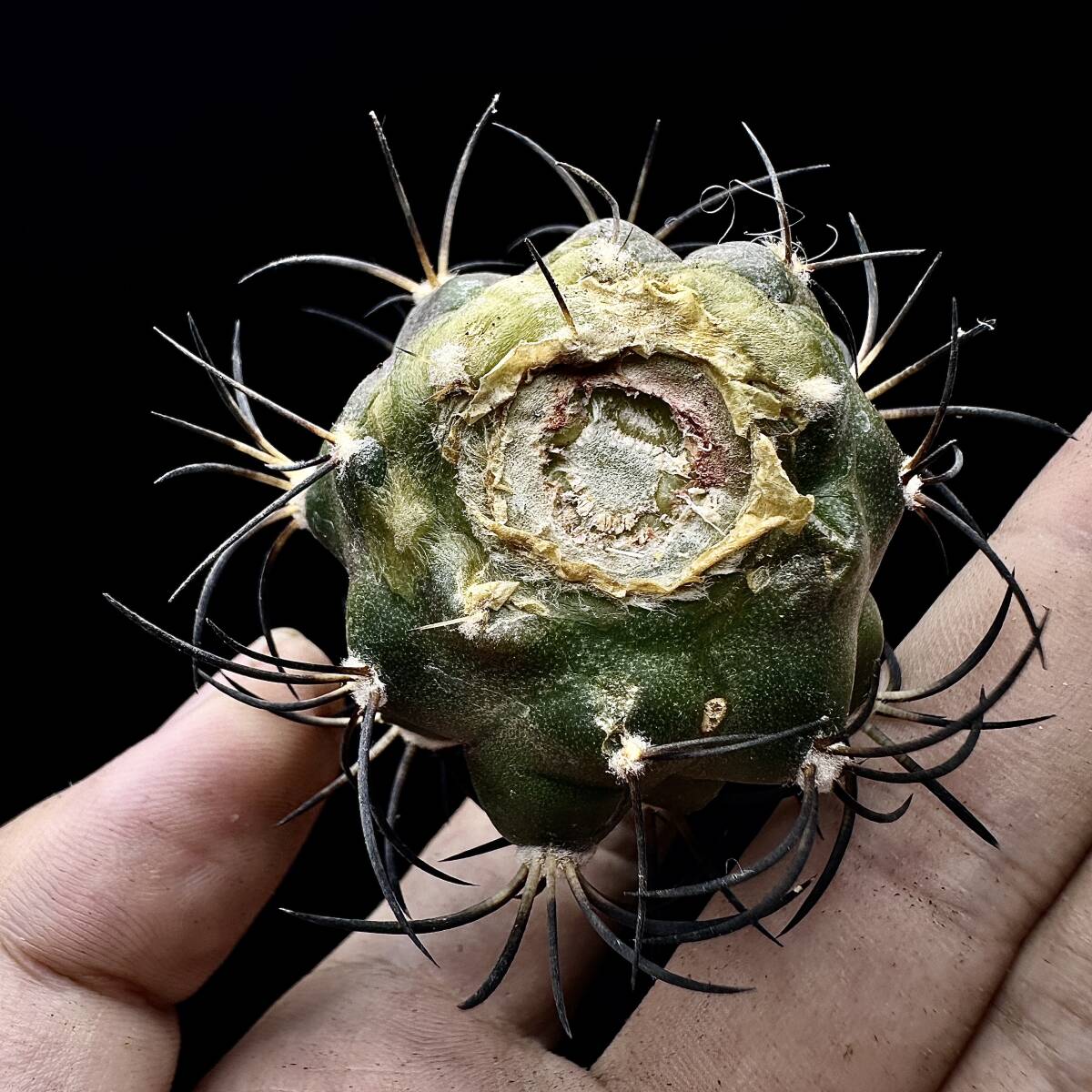 Yahoo!オークション - 28E コピアポア グリセオビオラセア 栗星玉 spic...