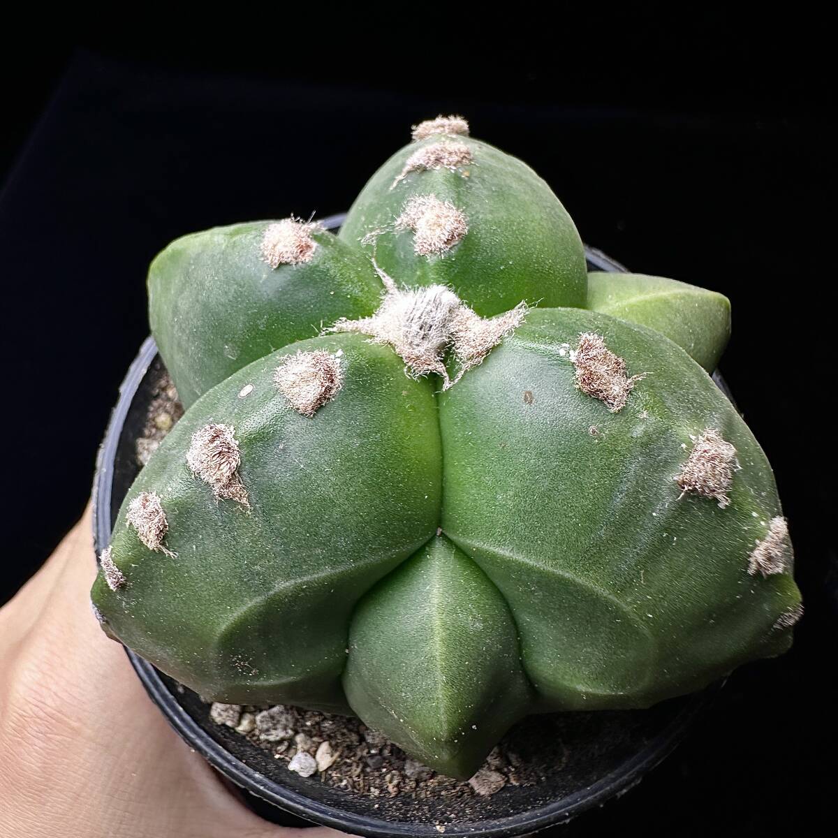 Yahoo!オークション - 52E Astrophytum myriostigma サボテン アスト...