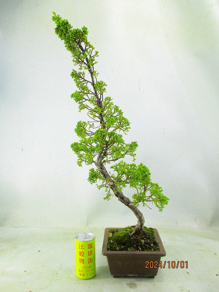 Yahoo!オークション - [野風盆栽流通]シンパク 鉢欠け(10113正方鉢)全...