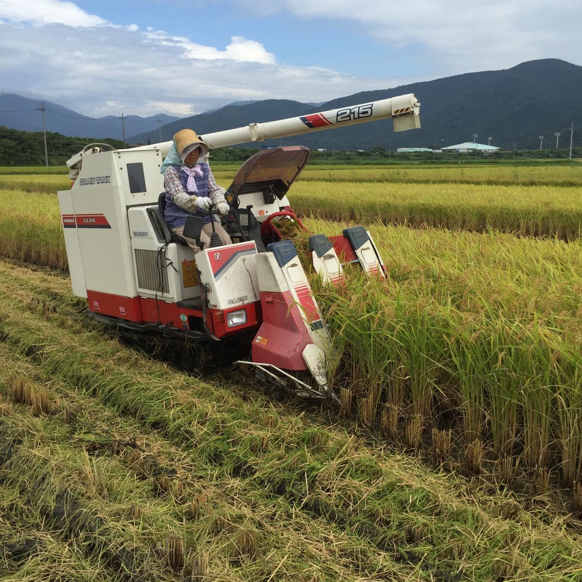 Yahoo!オークション - r5年産コシヒカリ玄米30kgを精米して発送