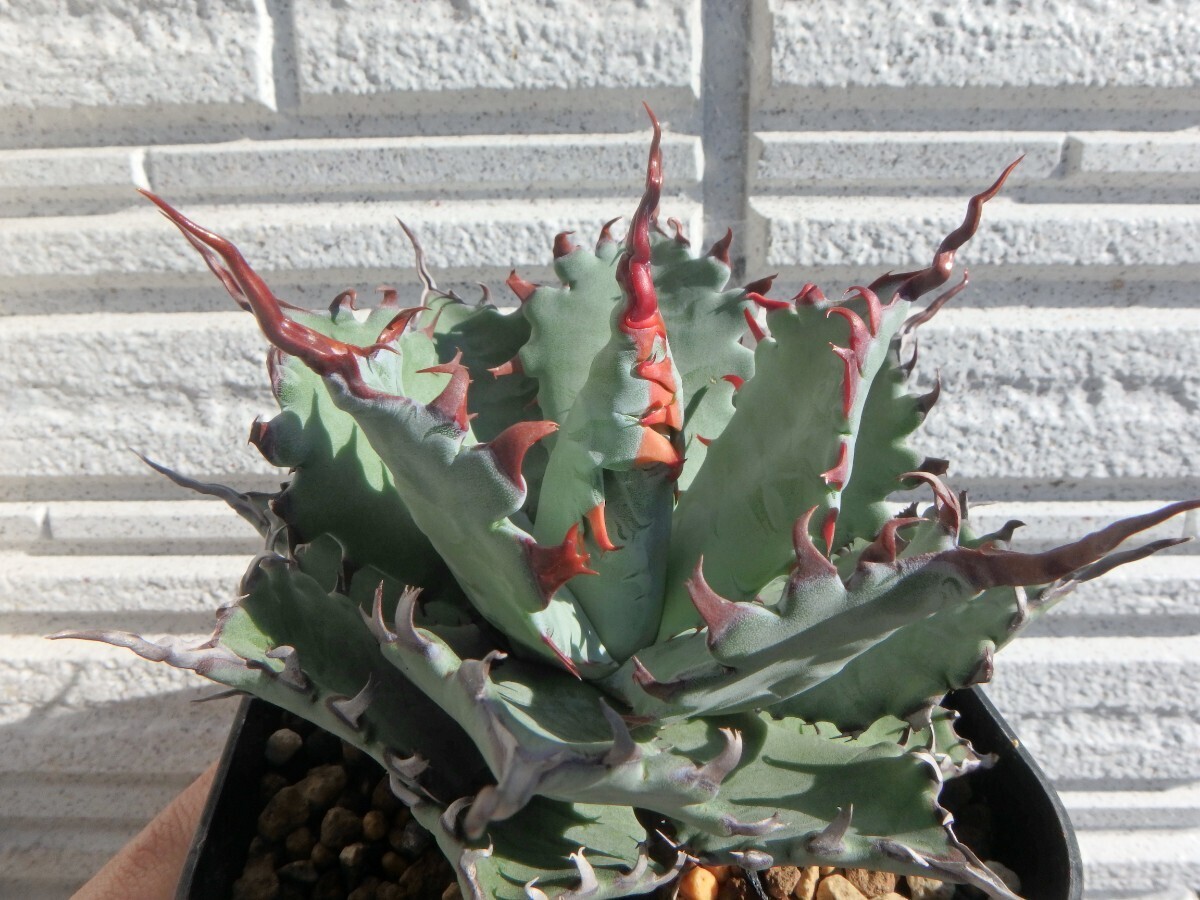 Yahoo!オークション - 甲蟹×屈原 陽炎 アガベ 激レア lize ハイブリッ...