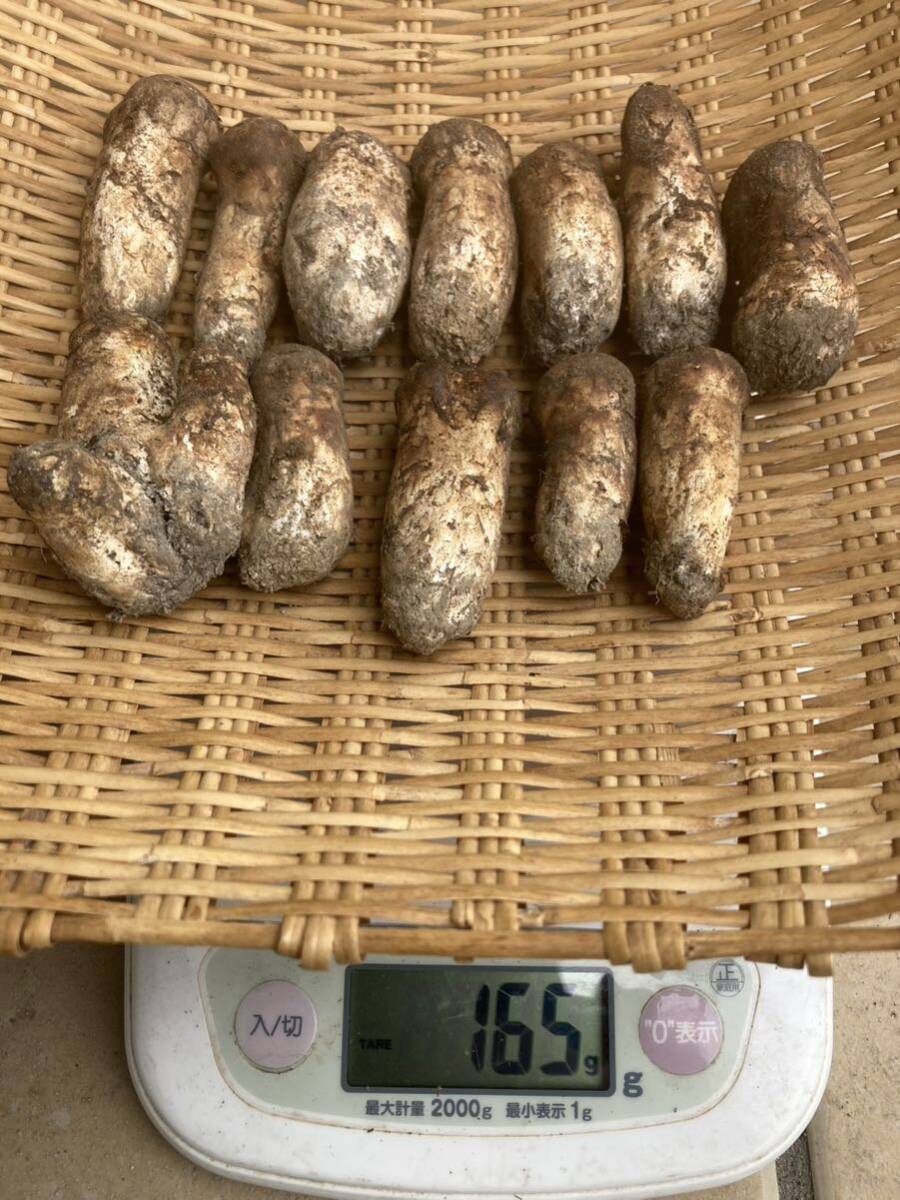 Yahoo!オークション - ツボミ コロ 国産 群馬県 新潟産 松茸 165g 12本...