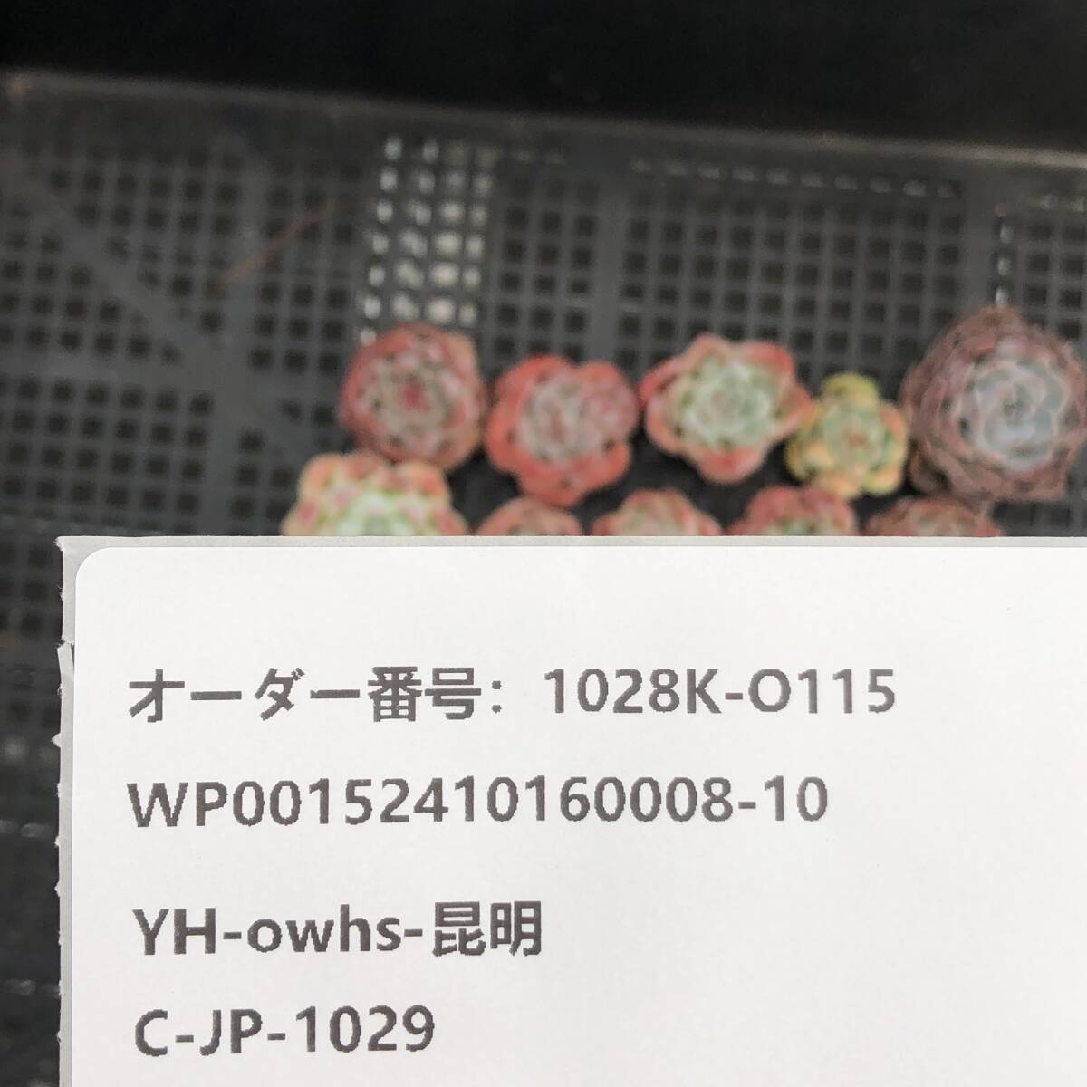 Yahoo!オークション - Top エケベリア 20個 1028K-O115 多肉植物 カッ...