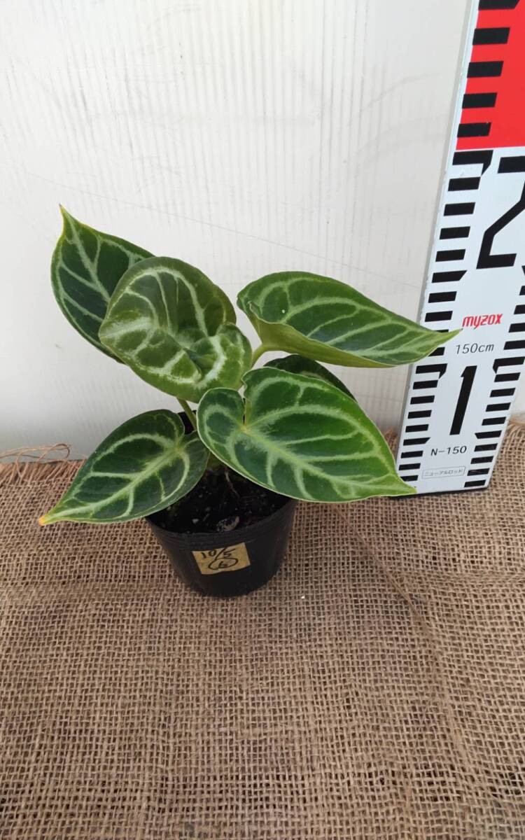 Yahoo!オークション - 即決5980円 アンスリウムドラヤキ9㎝ポット⑥