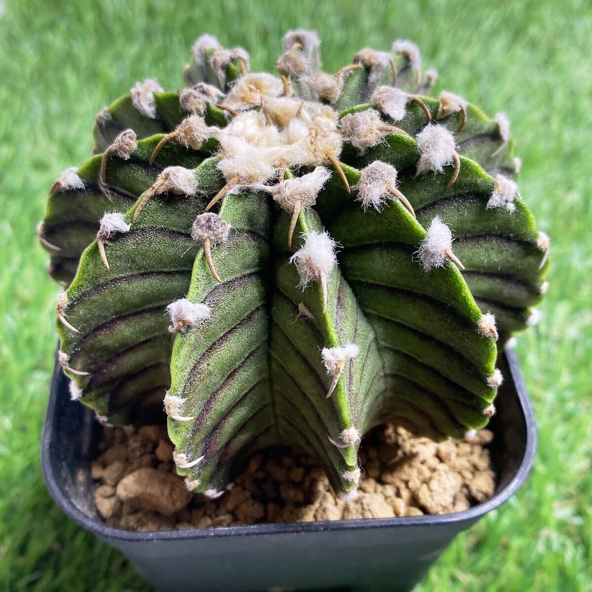 Yahoo!オークション - サボテン 多肉植物 ギムノカリキウム・フリード...