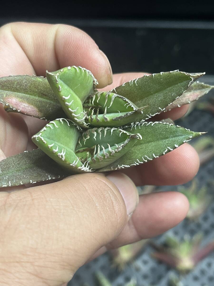 Yahoo!オークション - B23多肉植物アガベ チタノタ 南アフリカダイヤモ...