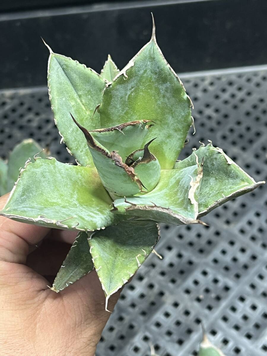 Yahoo!オークション - C24多肉植物 アガベ チタノタ Agave titanota 黒...