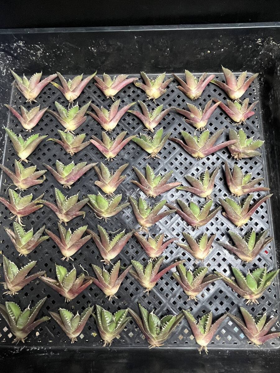 Yahoo!オークション - E96多肉植物アガベ チタノタ 南アフリカダイヤ...