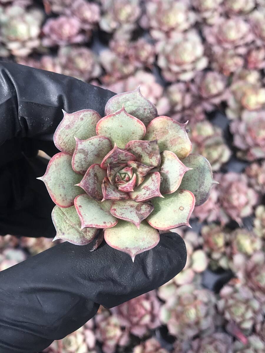 Yahoo!オークション - 新入荷 本日販売開始 ロシマ F21-6 105苗 多肉植...