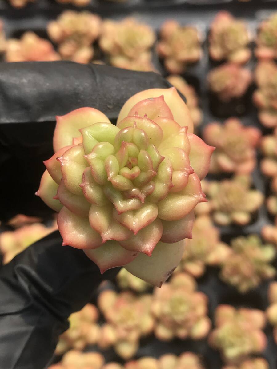 Yahoo!オークション - 新入荷 本日販売開始 アップルフラワーF23-6 105...