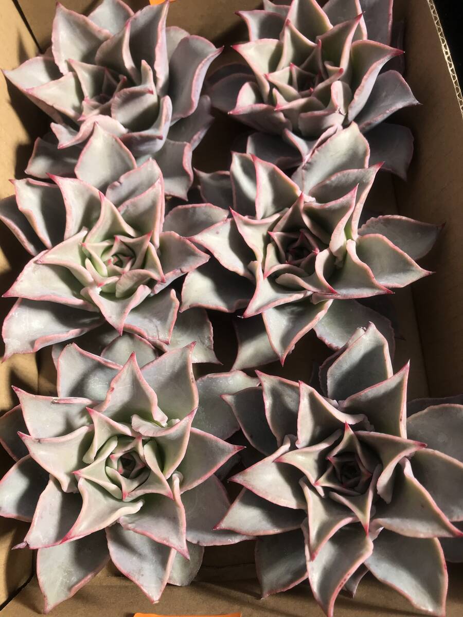 Yahoo!オークション - 餃子の皮G140-4 6苗 多肉植物 エケベリア レア種...