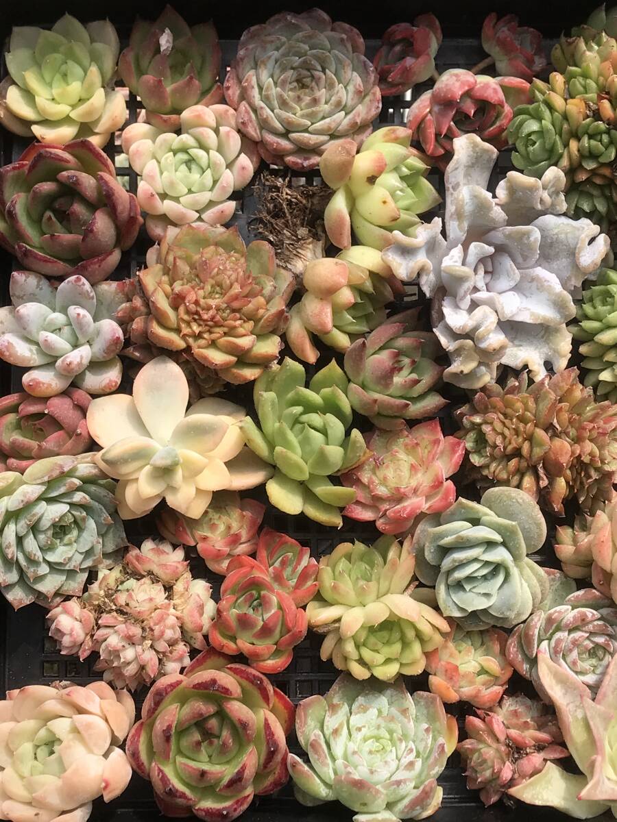 Yahoo!オークション - G237 46苗 多肉植物 エケベリア レア種 韓国苗 ...