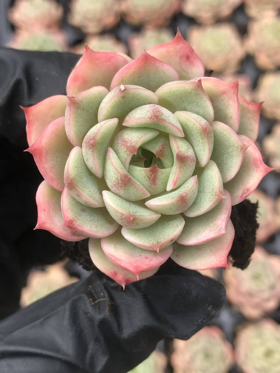 Yahoo!オークション - 緑爪 H59-7 50株 多肉植物 エケベリア レア種 ...