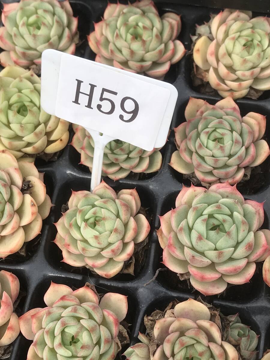 Yahoo!オークション - 緑爪 H59-7 50株 多肉植物 エケベリア レア種 ...