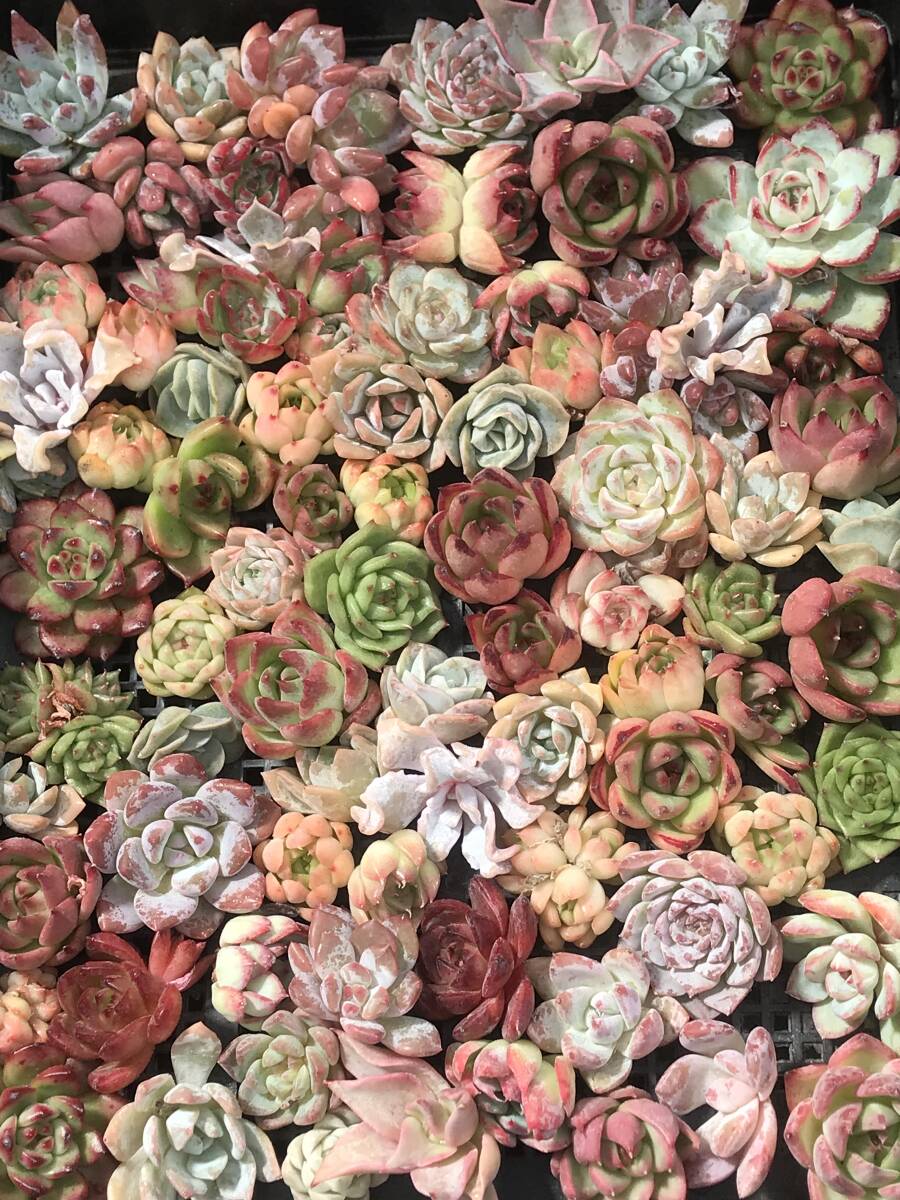 Yahoo!オークション - H637 86苗 多肉植物 エケベリア レア種 韓国苗 ...