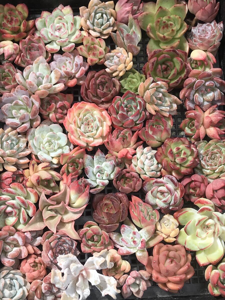 Yahoo!オークション - H636 59苗 多肉植物 エケベリア レア種 韓国苗 ...