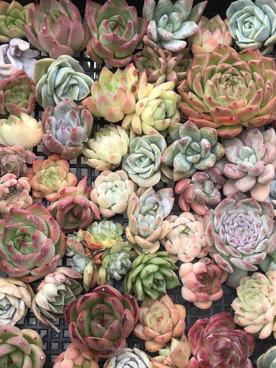 Yahoo!オークション - 68株 H300-1 エケベリア カット苗 韓国苗 サボテ...