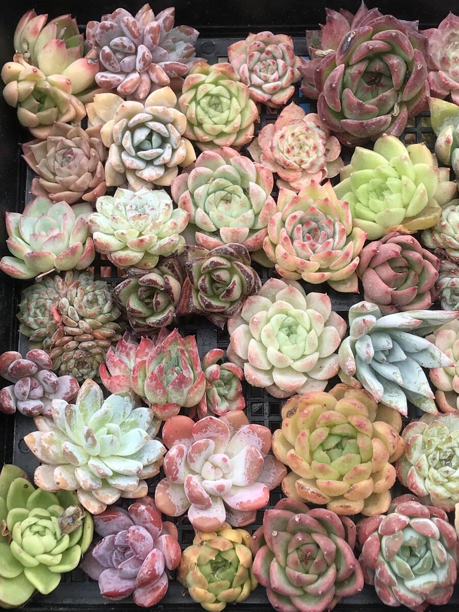 Yahoo!オークション - 50株 H306-1 エケベリア カット苗 韓国苗 サボテ...