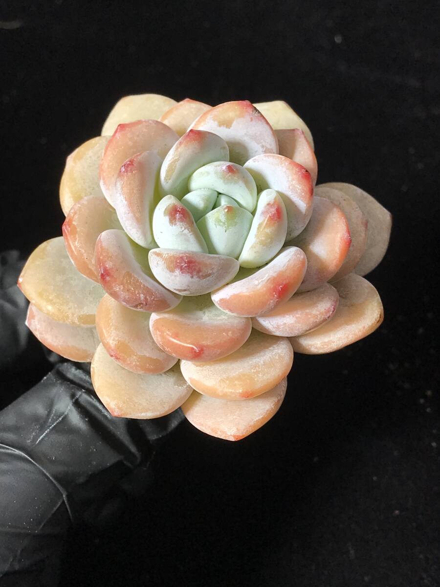 Yahoo!オークション - レイコウ H208-1 20苗 多肉植物 エケベリア レア...