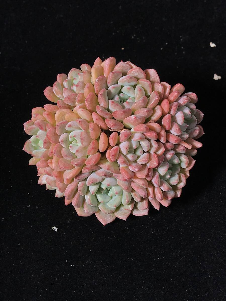 Yahoo!オークション - 群生 バブル H206-1 15苗 多肉植物 エケベリア ...