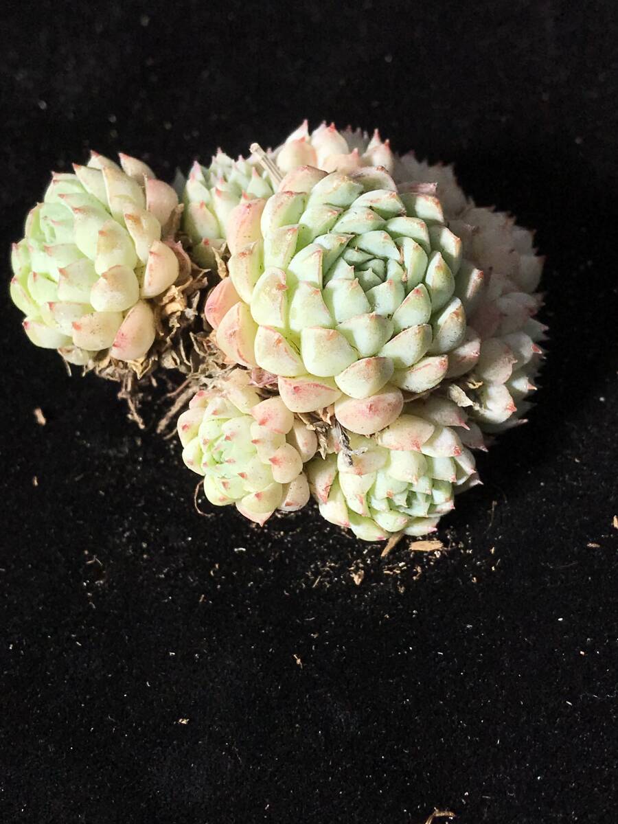 Yahoo!オークション - ラノリンボール H160-1 23苗 多肉植物 エケベリ...